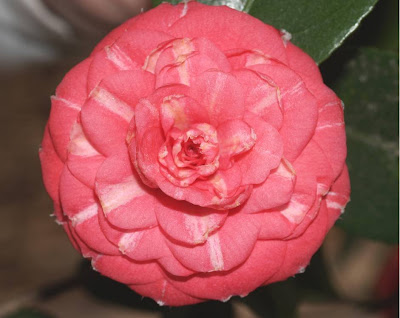Jardim Formoso: Camellia Orando Ko