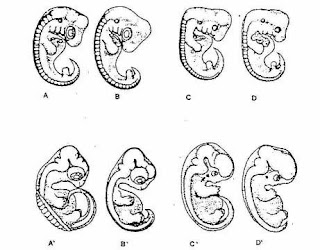 La formation du bébé!: La formation du bébé