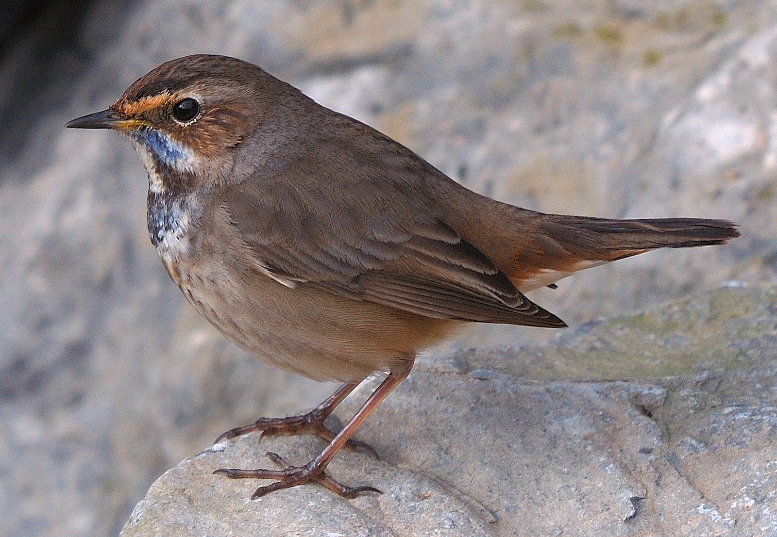RARE BIRDS IN BRITAIN: Lothian Sightings Summary - April 2010