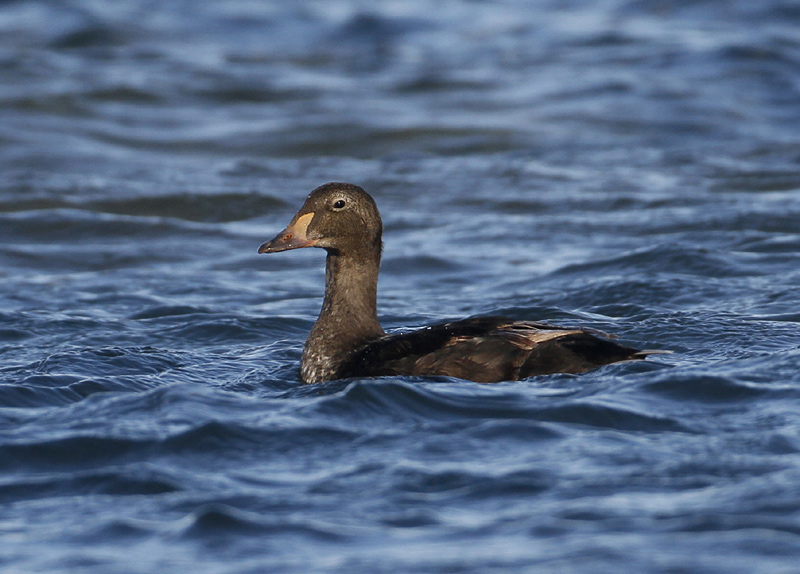 UK400ClubRareBirdAlert: Young KING EIDER now reaches Norfolk coast