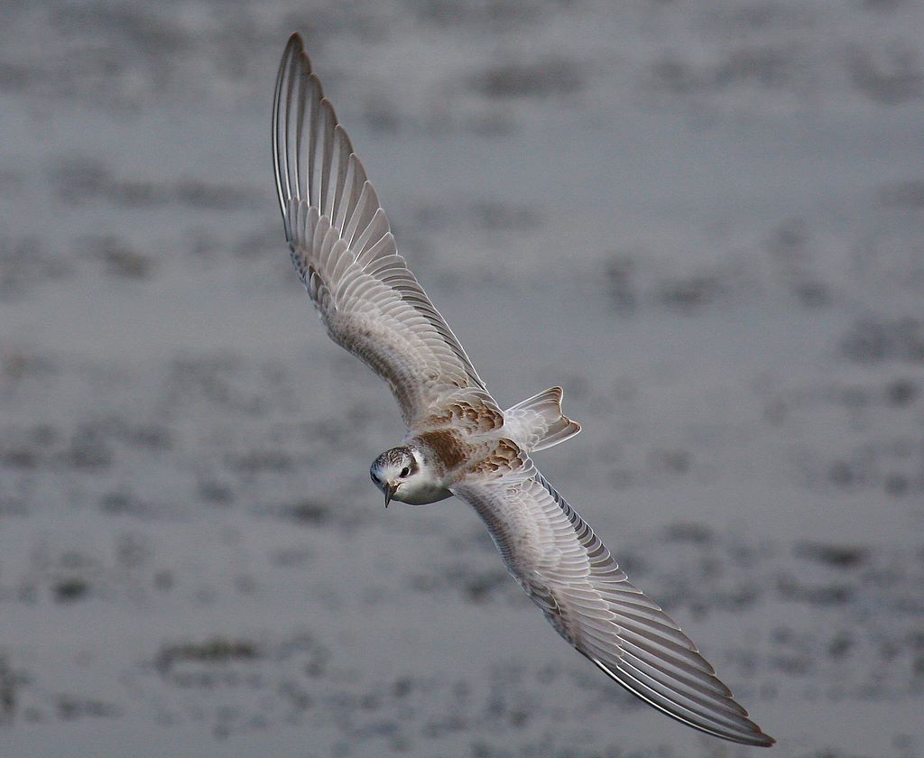 RARE BIRDS IN BRITAIN: This week's rare MARSH TERNS