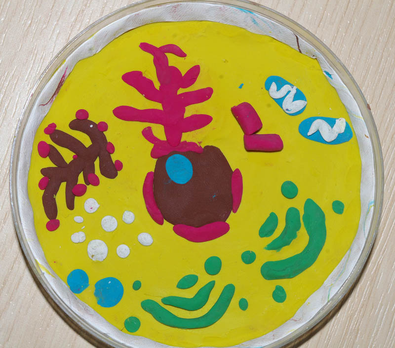 Sunderland Foundation Science: The Joys of Plasticine