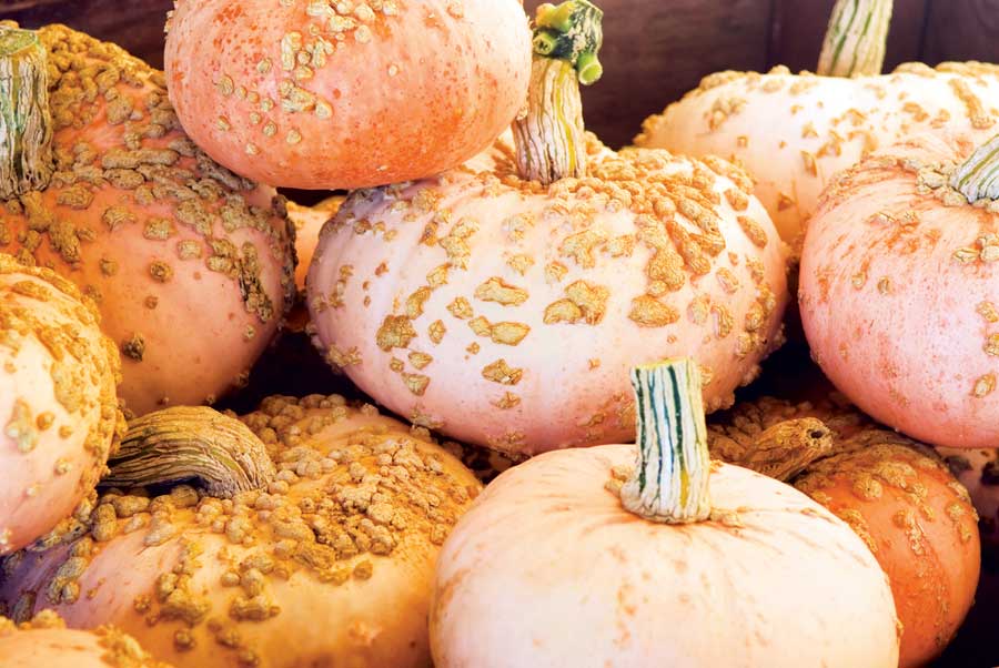 Stephanie Wilson: We like them bumpy, lumpy and ugly