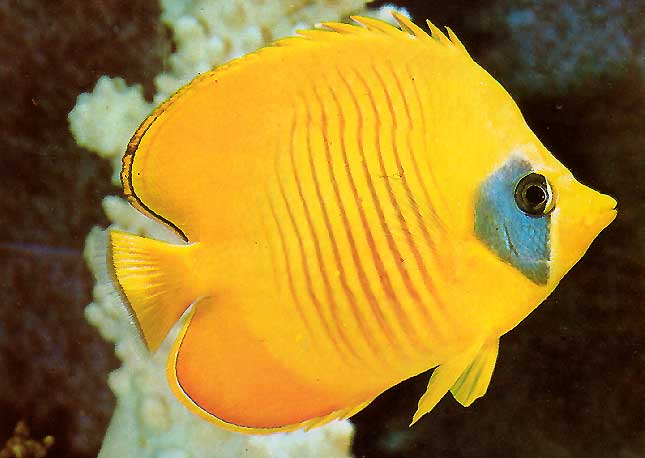 Animals de les profunditats marines: Peixos