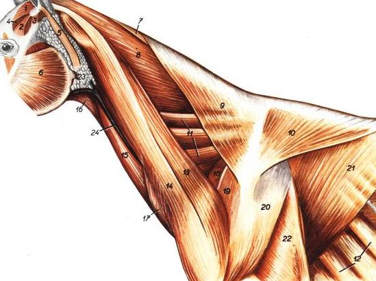 Bioforma Center: Dor no pescoço em cavalos