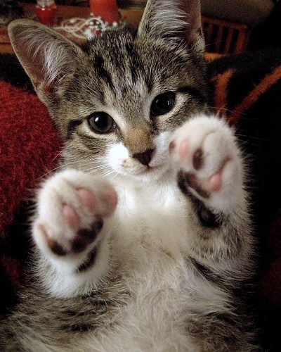 Shy Kitten Images Collection - Amazing Images Gallery