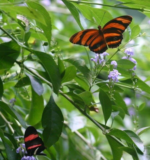 Darla M. Sands - Dreaming of Elysia: Thursday Thirteen ~ Butterflies