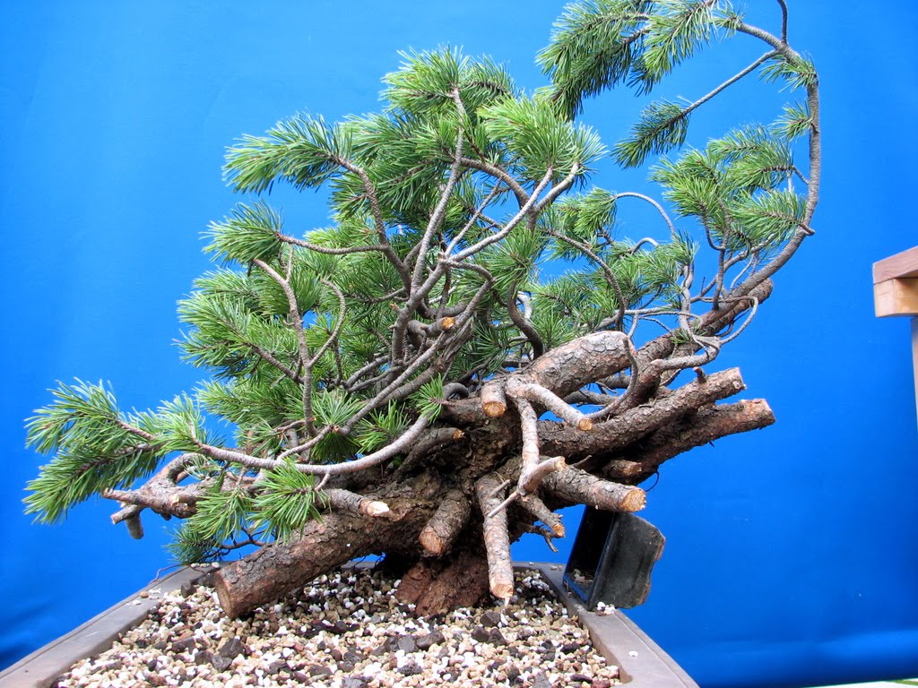 Bonsai - Living Art: Planinski Bor (Pinus Mugo) - Yamadori