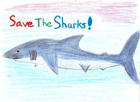 It´s all for L.O.V.E: Kids Take Action to Save Sharks