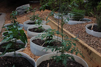 Regeneration in ACTION: DOUBLETREE CLOSES LOOP WITH CHEF'S GARDEN