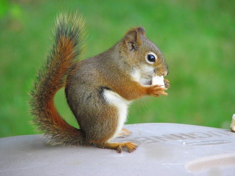 Quartos ABCD: esquilos