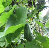 A Journey Through Guatemala: El Quiche: A Culinary Celebration