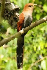A Journey Through Guatemala: The Totonicapan Forests: a Birdwatchers ...