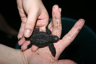 A Journey Through Guatemala: Sea Turtles Nesting Along the Shoreline in ...