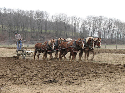 Scenes Seen In Holmes County: Six-Horse Hitch, Three Abreast