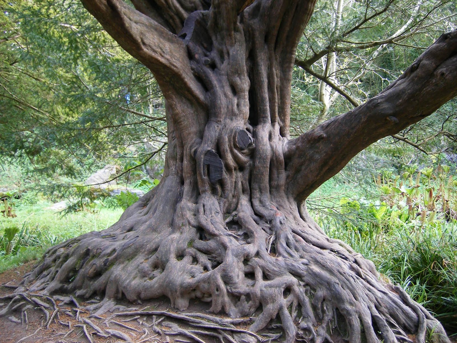 Nice Pictures: Tree Pictures