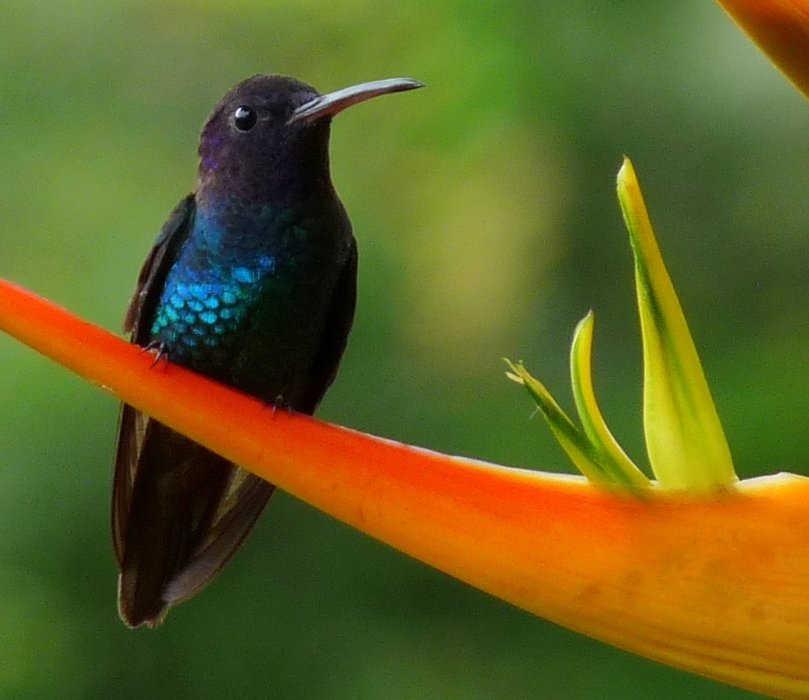 Aves de Jardín . Birds in our garden: Como se llama este pajarito