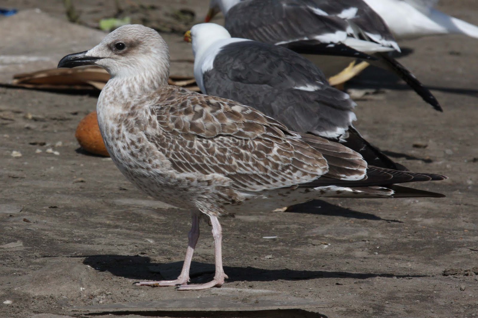 Stormåker: "JOHN" - The first ringed Yellow-legged gull in Norway