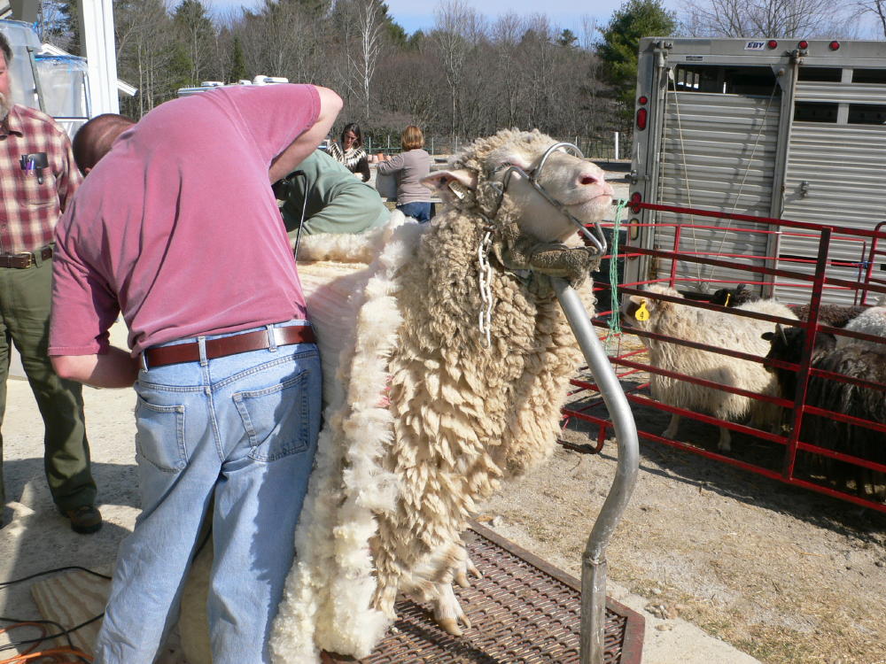 Ewe & I Farm: Beginning sheep shearing school