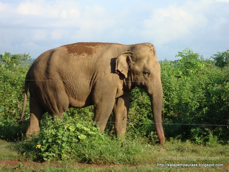 katapath paura_කැටපත් පවුර_: Beauty of Sri Lanka