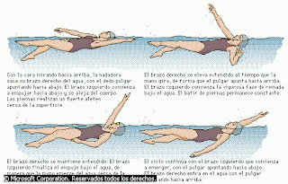 Todo sobre natación!!!: Estilo espalda