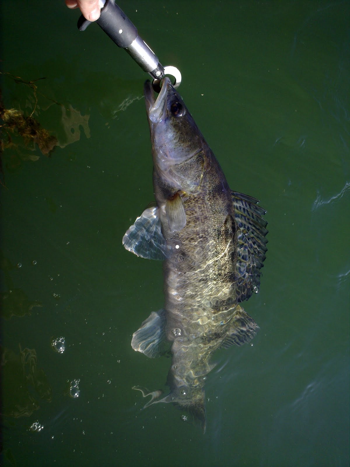 cachinrelly.com: la lucioperca