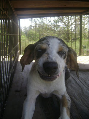 The Catahoula Hog Dog: Uncle Earl's Hog Dog Trails Cancelled?