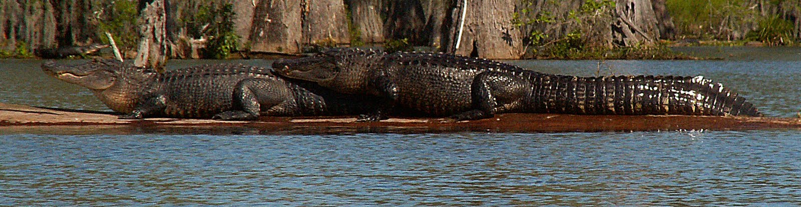 The Catahoula Hog Dog: Alligators Love To Eat Dogs