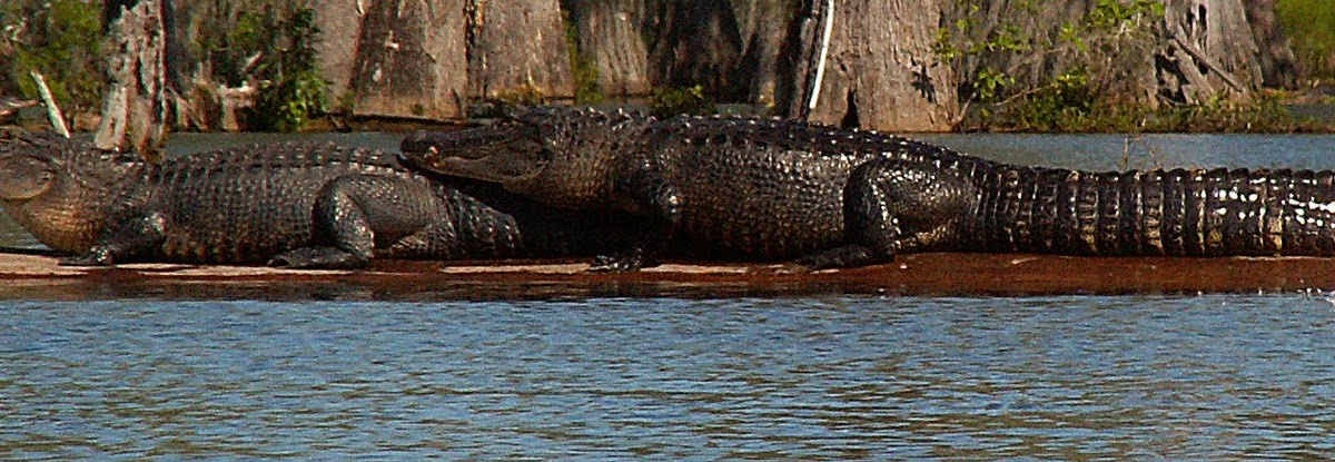 The Catahoula Hog Dog: Alligators Love To Eat Dogs