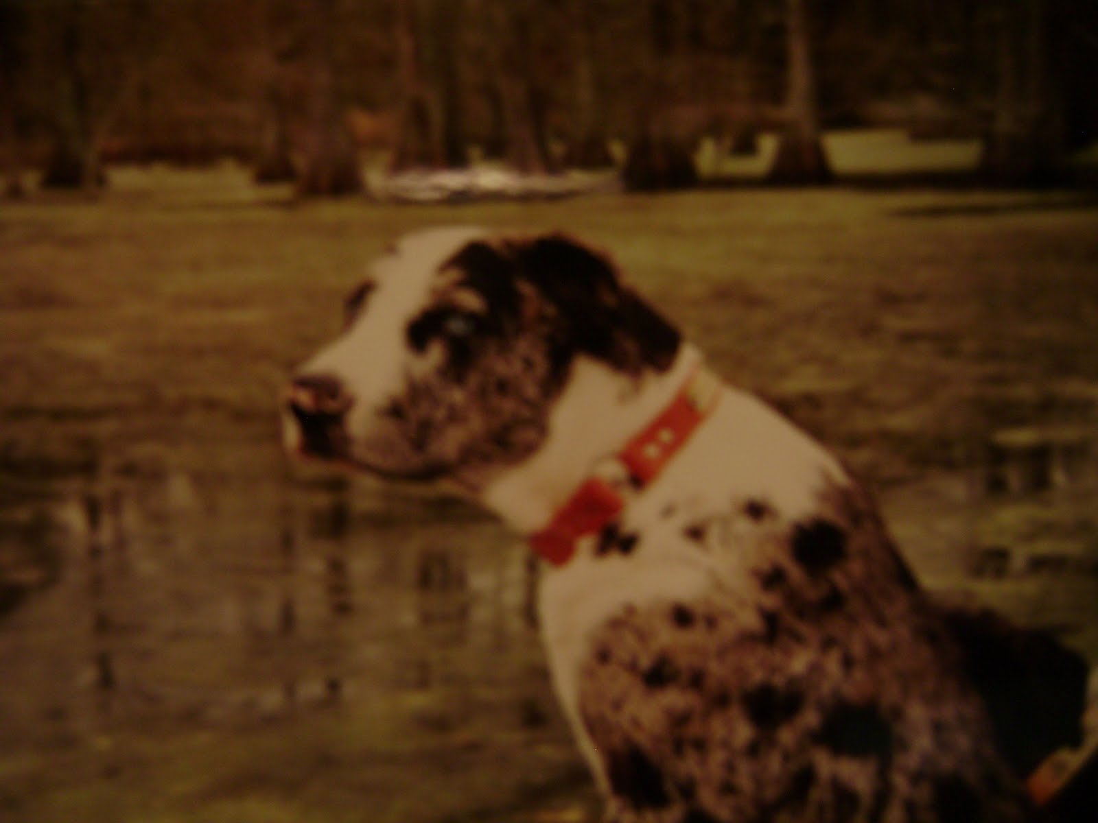 The Catahoula Hog Dog: Alligators Love To Eat Dogs