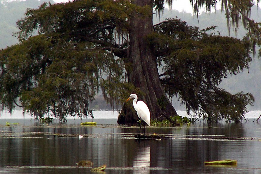 Louisiana Swamp Tours: Louisiana Swamp Tour Sunrise