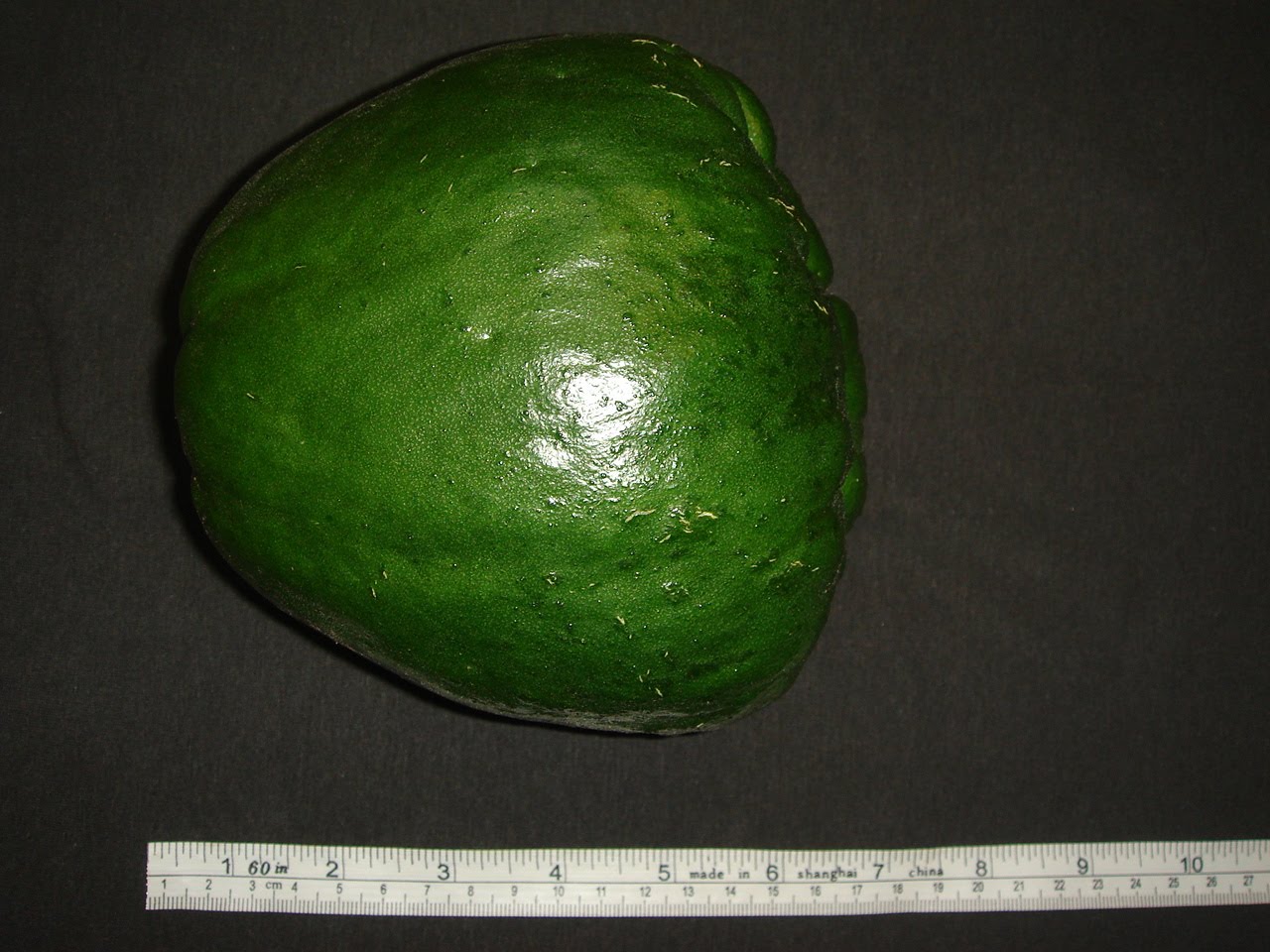 Chayote (Sechium edule) y tacaco (S. tacaco), Cucurbitaceae. Costa Rica ...