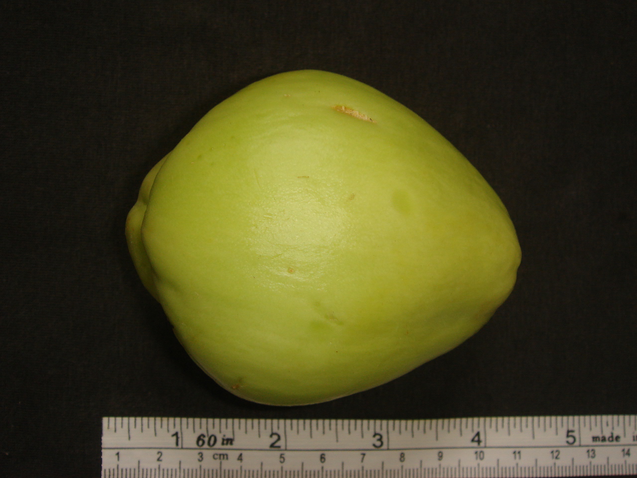 Chayote (Sechium edule) y tacaco (S. tacaco), Cucurbitaceae. Costa Rica ...