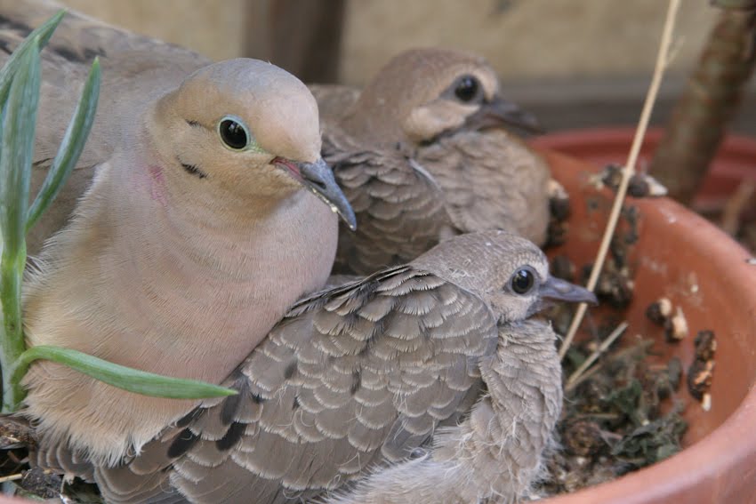 Everything is Everything: doves grow up: mother nature on our back patio