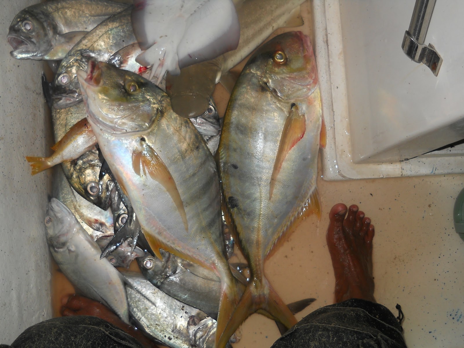 KISAH HIDUP DI PULAU PEMANGGIL: Fish @ Ikan