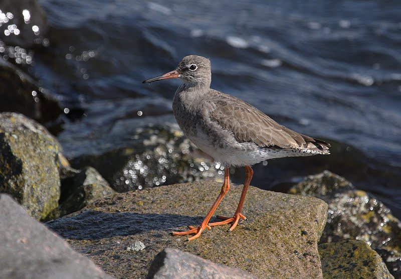 Bob the Birder: Garganey at Alvecote Pools