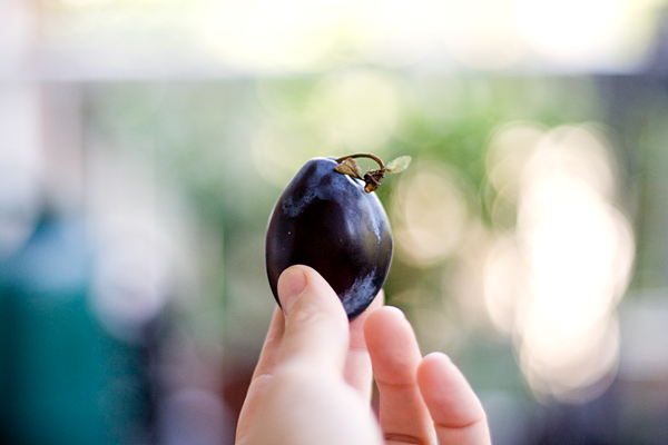 TASTY TRIX: A Tale of Two Tortes: Brown Sugar Fig & Lemon Plum