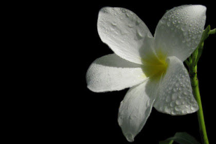 Menakjubkan 12+ Gambar Wallpaper Bunga Hitam Putih - Gambar Bunga Indah