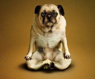 Juicy Dog Couture: Meditating Pug