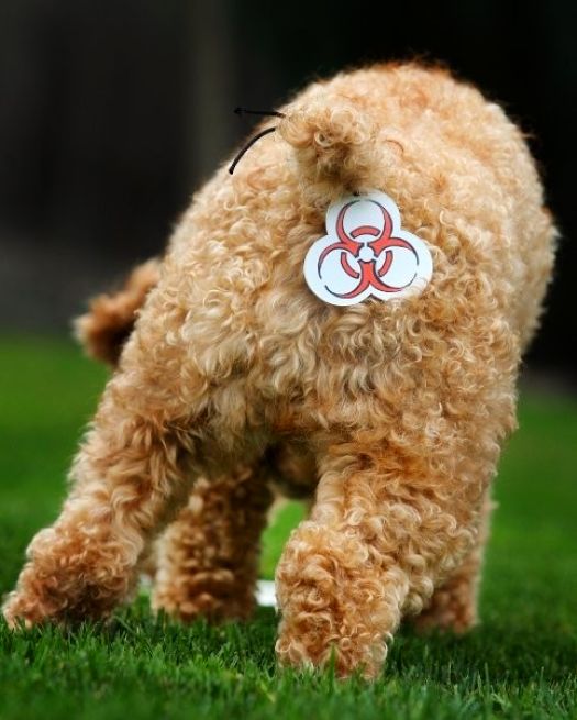 Juicy Dog Couture: Cover Your Dogs Butt