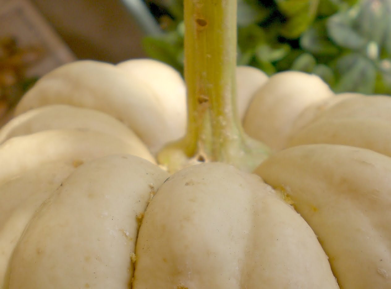 A Kitchen Garden in Kihei Maui: Growing Winter Squash in Kihei