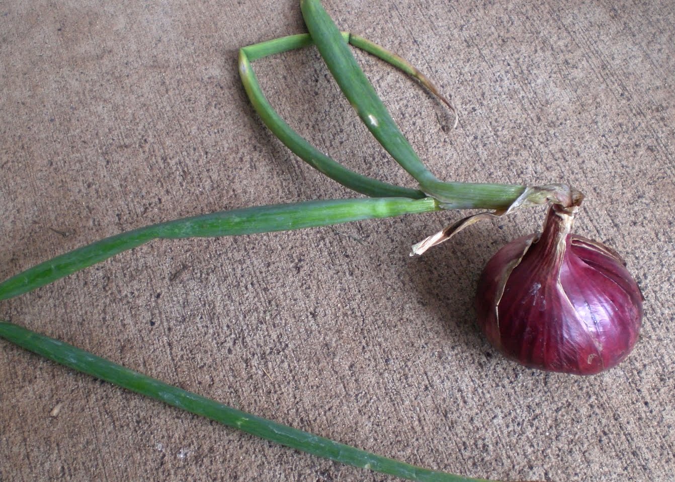 A Kitchen Garden in Kihei Maui: Growing Onions in Kihei