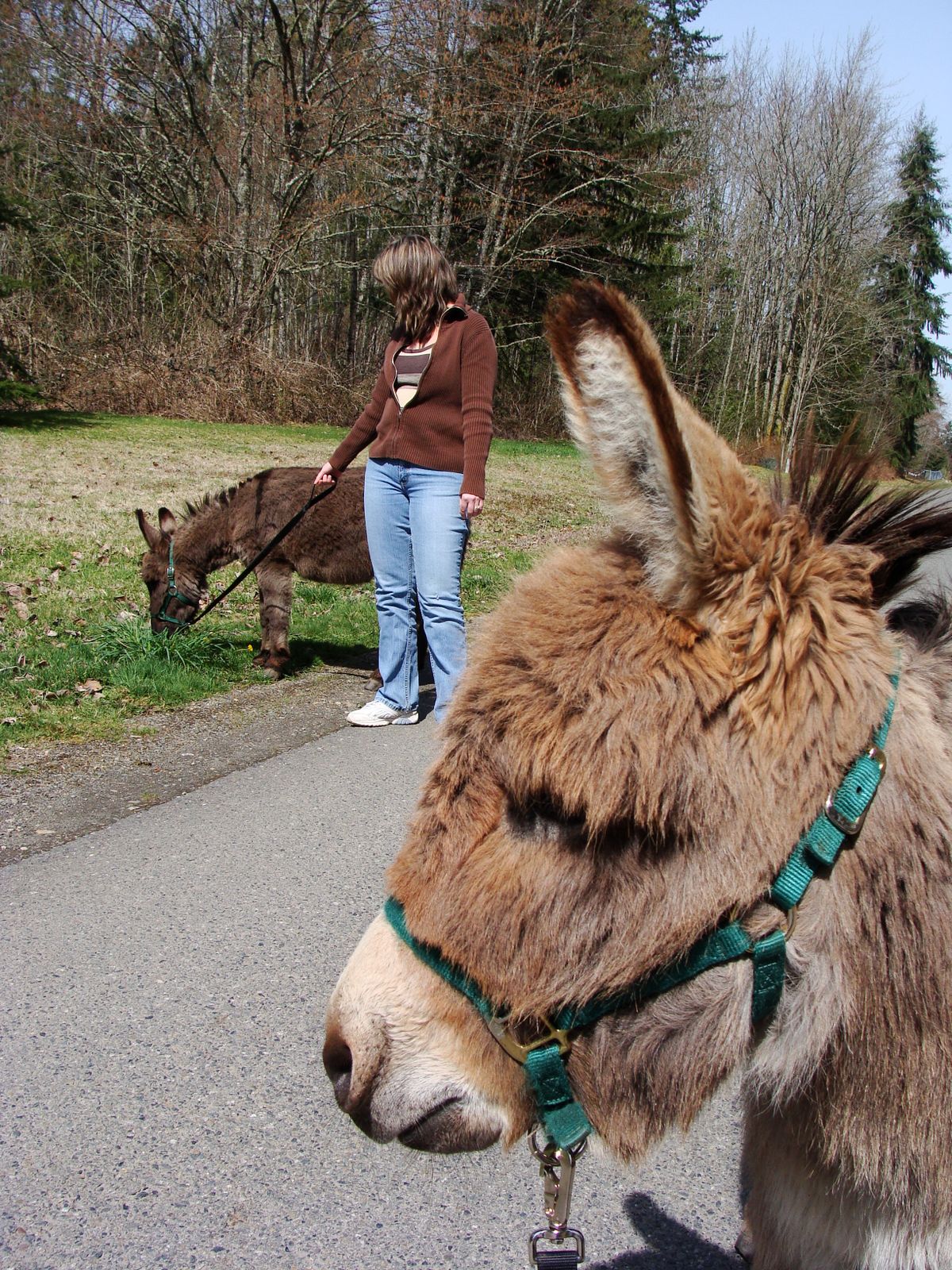 Moody's Photo Album: Donkey Donkey