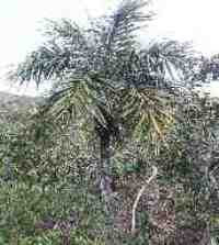 Valuable Information about Trees & Plants: Palmiste bouclé