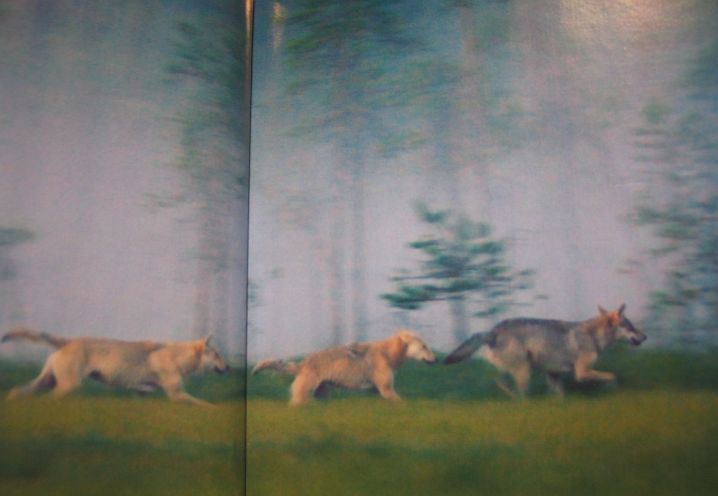 Siouxtala Christian Berge nuno@online.de: "Gelbe" Wölfe in Finland