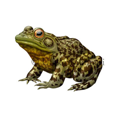 Utako Kikutani Illustration: 1月 2009