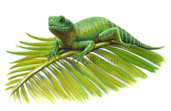 Utako Kikutani Illustration: 1月 2009