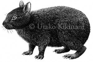 Utako Kikutani Illustration (English)