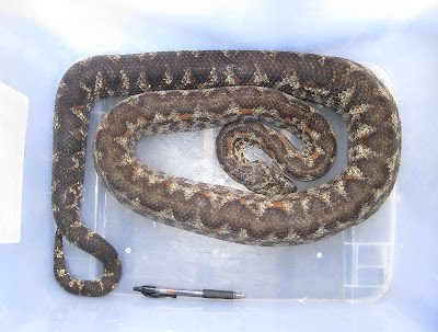 Pacific Boa Constrictor Snakes (Candoia bibroni bibroni)