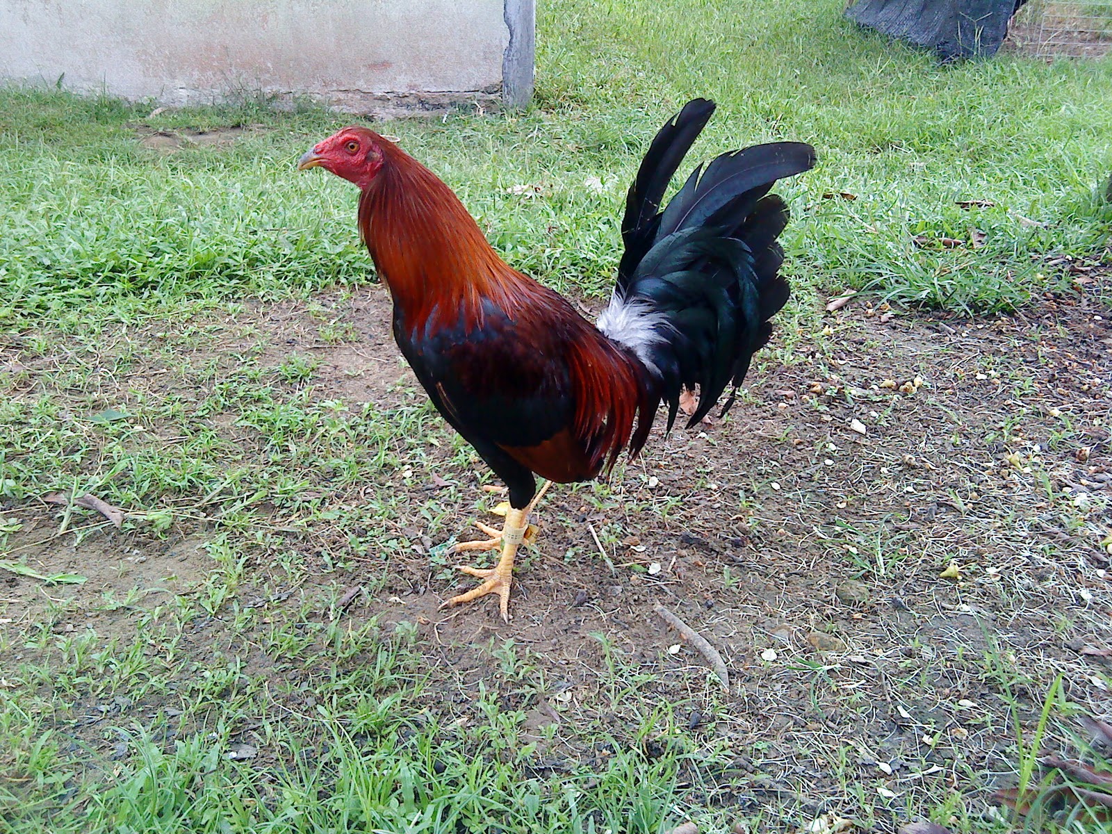 Wb8b@Cirj GameFarm: Hardy Dawnson Fowl from wilsonbidi@abangkok gf. bloodline